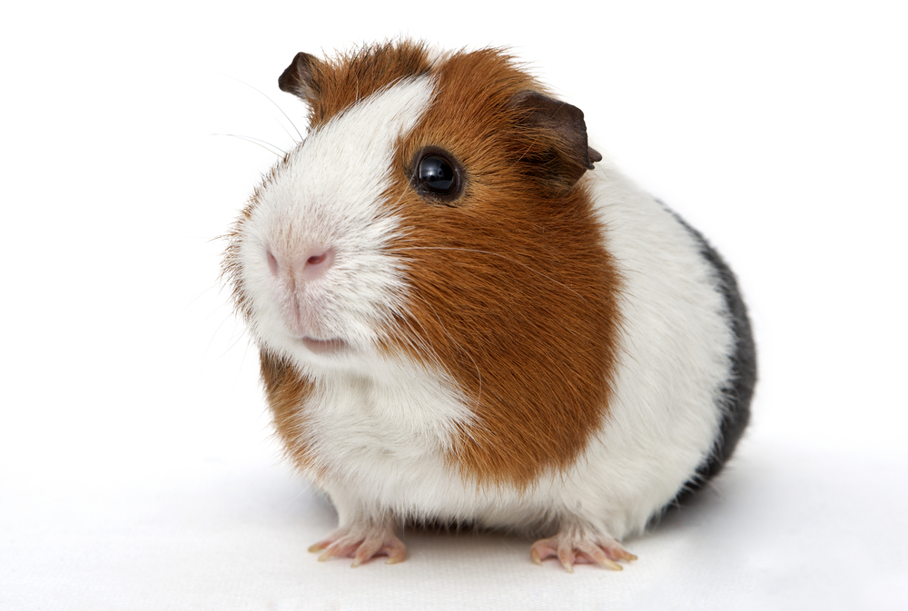 Small Animals - It's Pet-Tacular