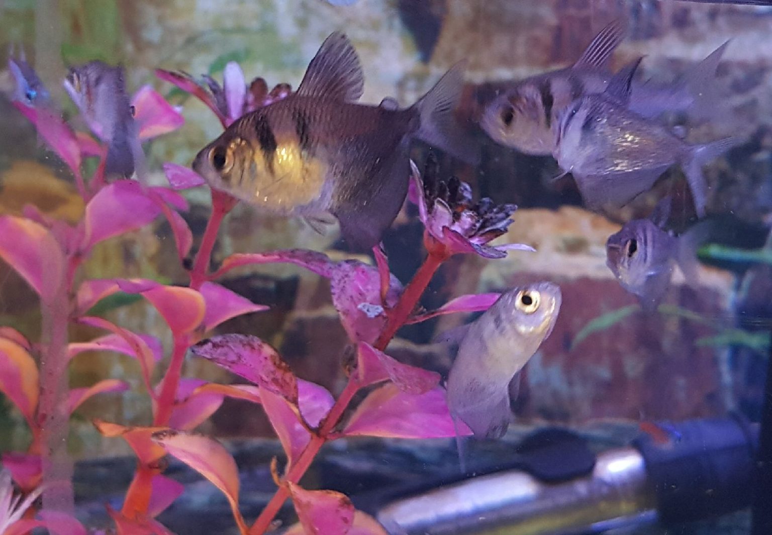 Black Widow Tetra - It's Pet-Tacular